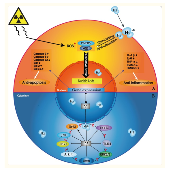 Hydrogen Inhalation Therapy and Its Role as a Neuroprotective Agent ...